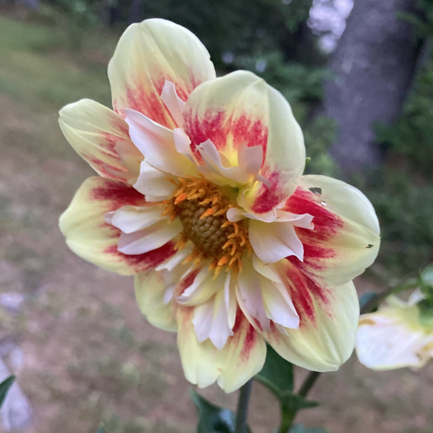 Ashpire Fancy - AshFy – ByDesignDahlias