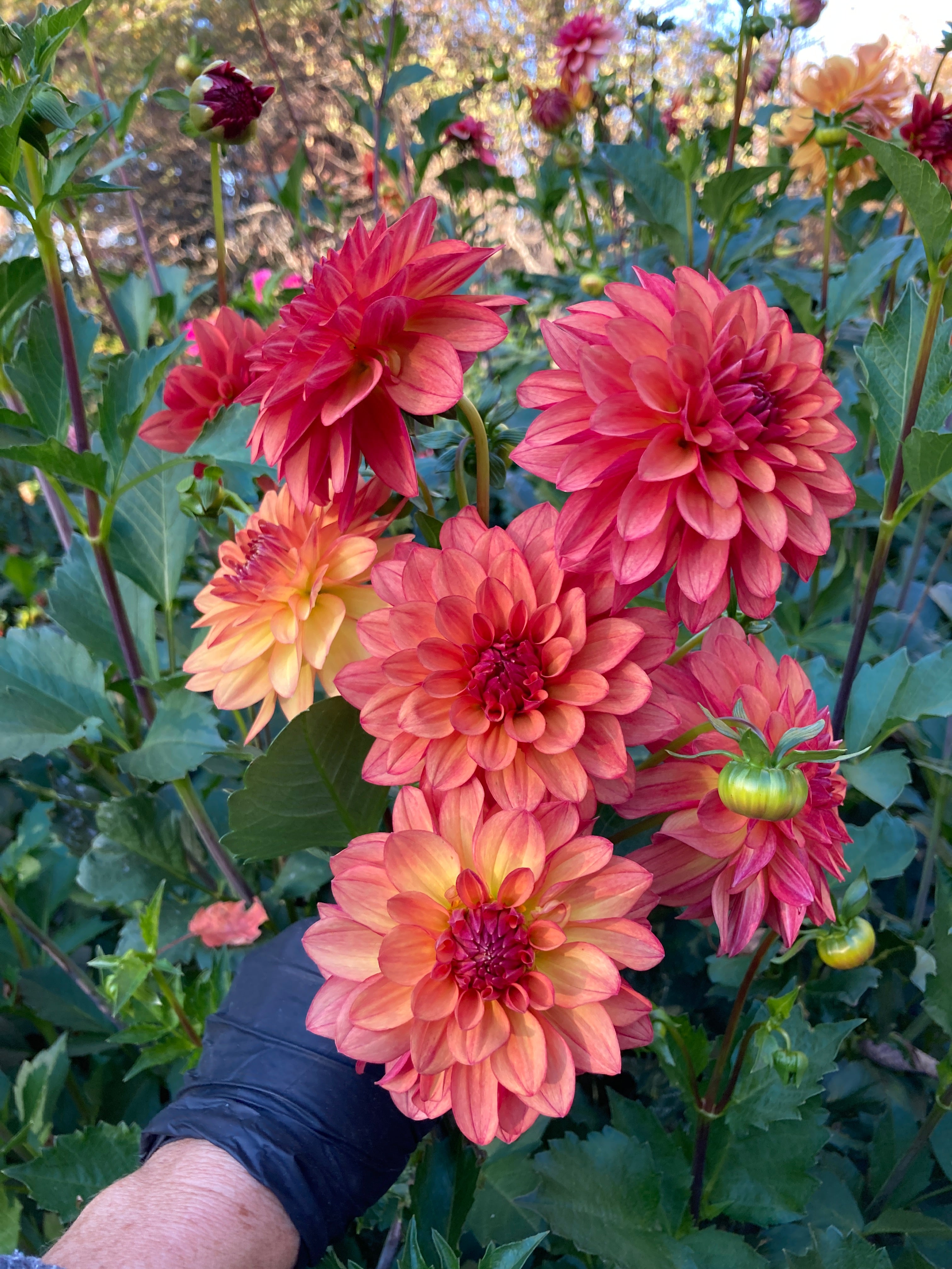 Bloomquist Footloose - BQFT – ByDesignDahlias