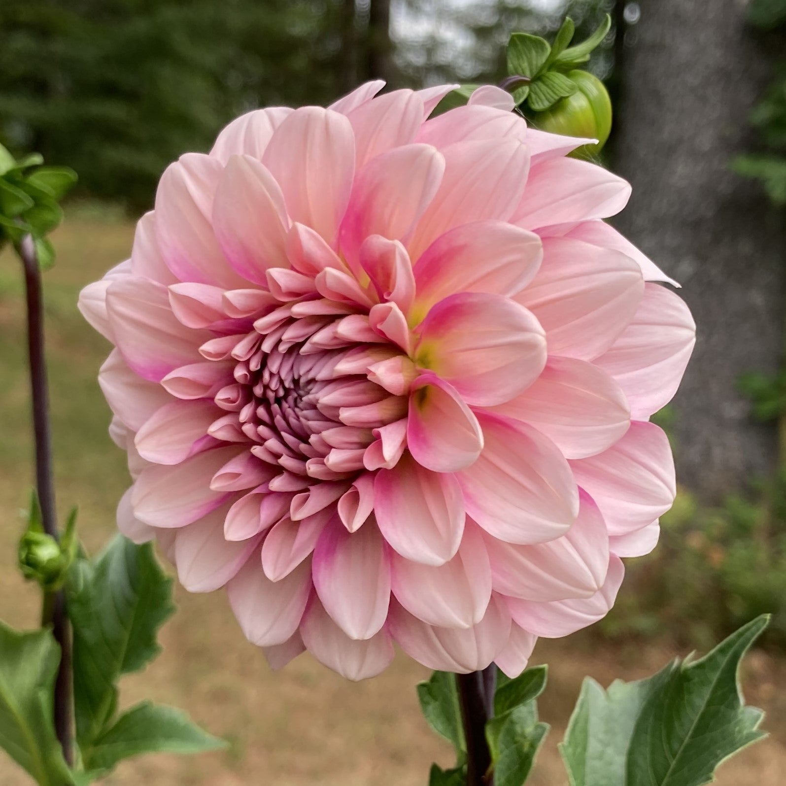 Bowser Denyse - BowD – ByDesignDahlias