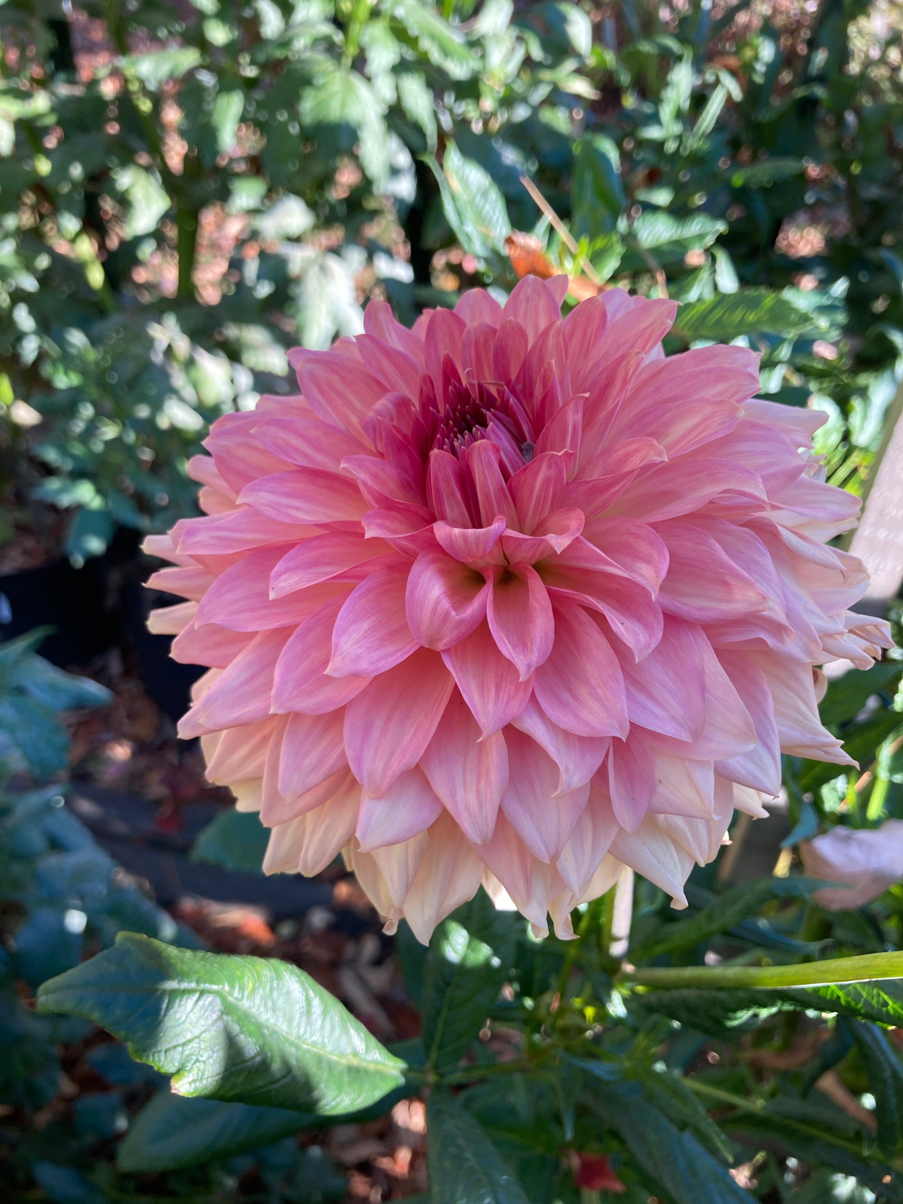 Cara Elizabeth - CE – ByDesignDahlias