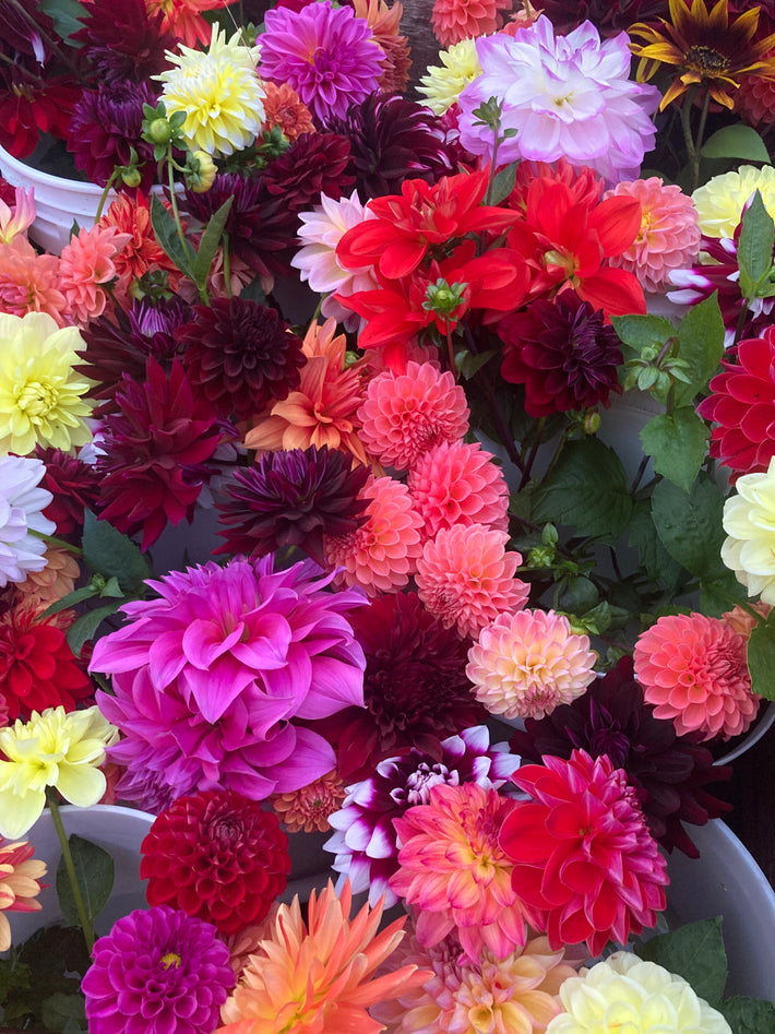 By Design Dahlias – ByDesignDahlias