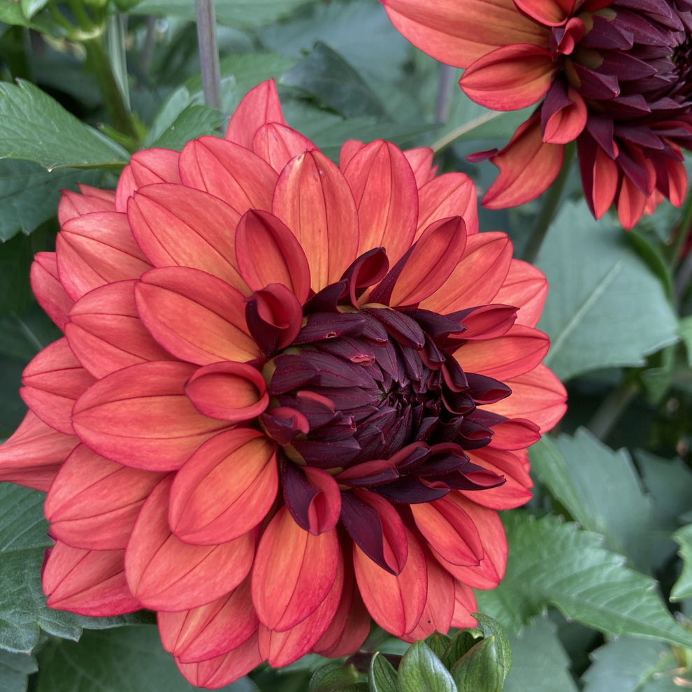 Missis Miley - MsMLY - Limit one per Customer – ByDesignDahlias