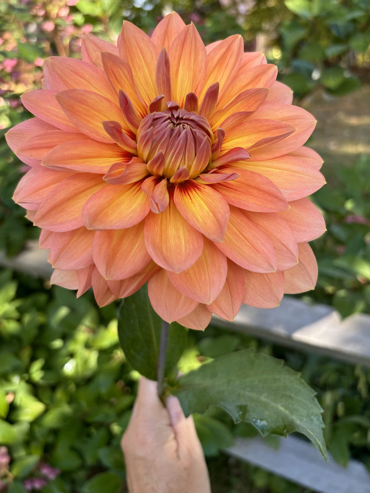 Nicholas - Nich – ByDesignDahlias