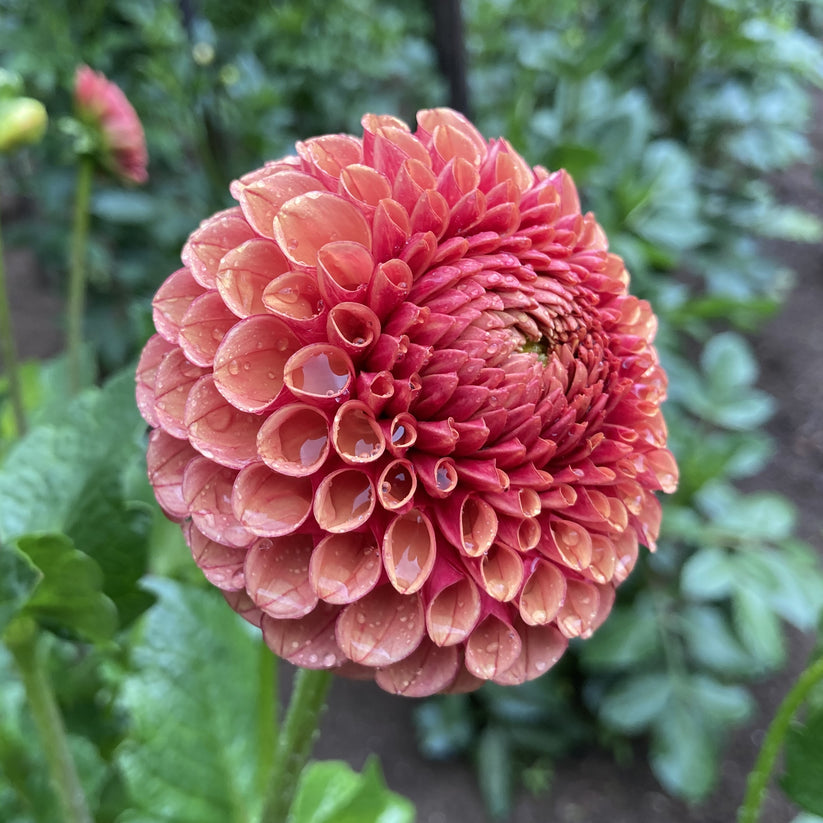 Valley Rust Bucket - VRB – ByDesignDahlias