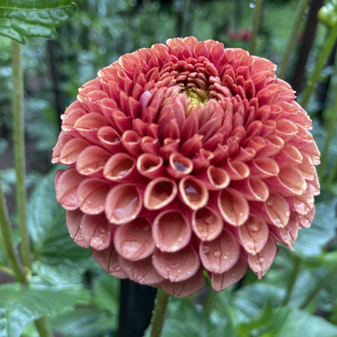 Valley Rust Bucket - VRB – ByDesignDahlias