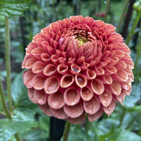 Valley Rust Bucket - VRB – ByDesignDahlias